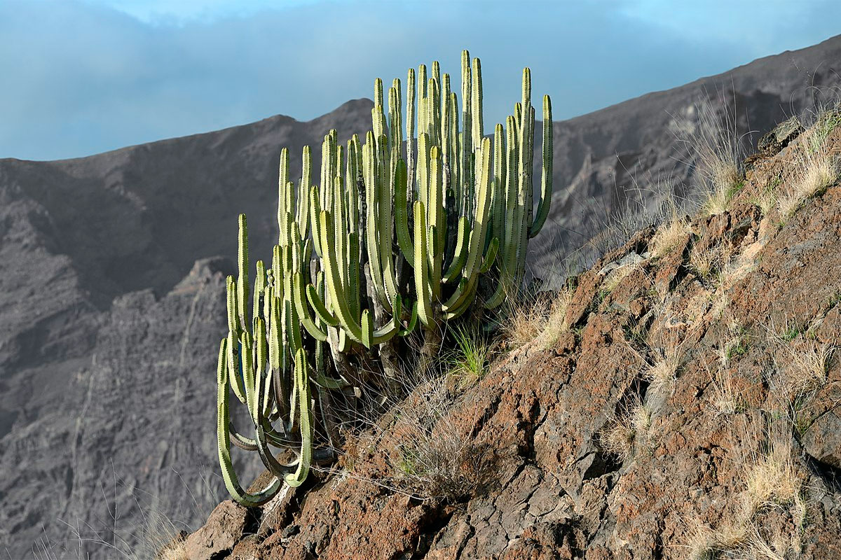 Euphorbia canariensis. Flora de las Islas Canarias. Flora exótica y ...