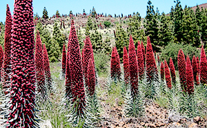 Flora canaria. Características de la flora de las Islas Canarias