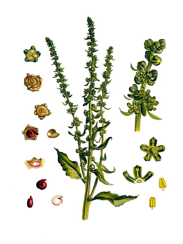 Beta vulgaris. Flora de Canarias: dibujos