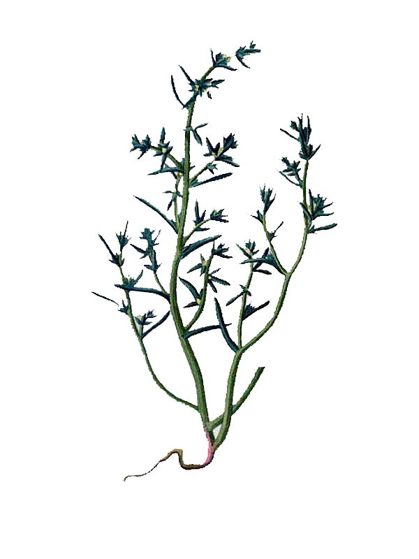 Salsola kali. Flora de Canarias: dibujos