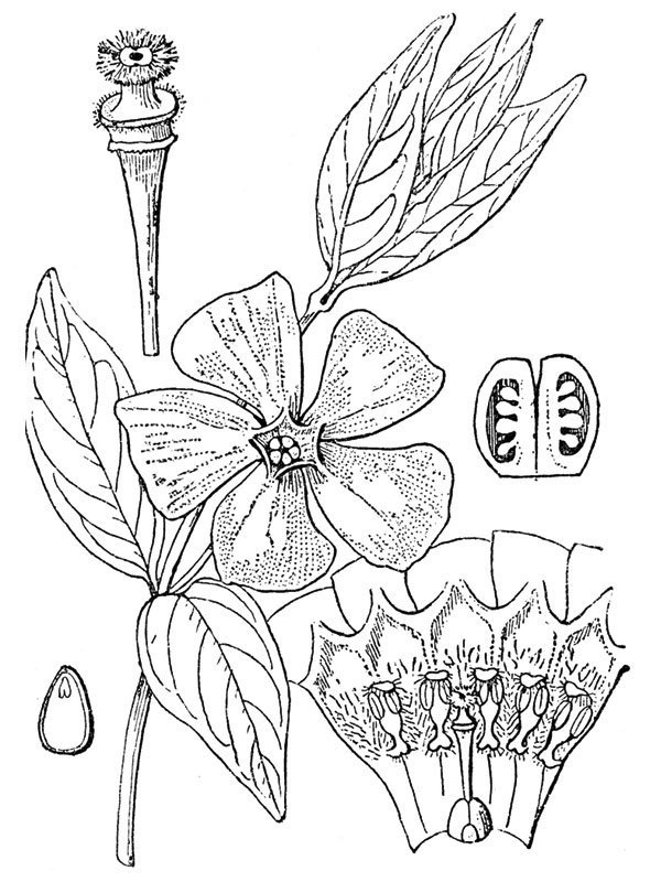 Vinca minor. Flora de Canarias: dibujos