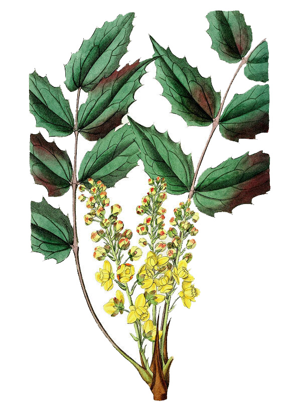 Mahonia nervosa. Flora de Canarias: dibujos