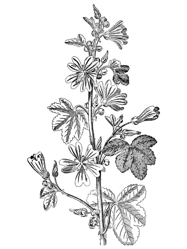 Malva sylvestris. Flora de Canarias: dibujos