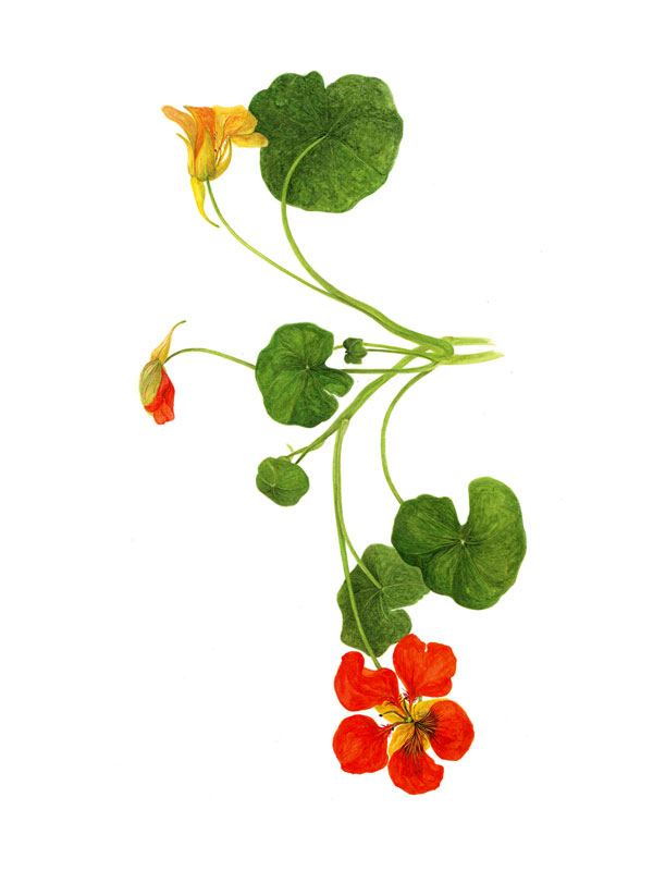 Tropaeolum majus. Flora de Canarias: dibujos