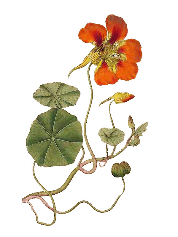 Tropaeolum majus. Flora de Canarias: dibujos