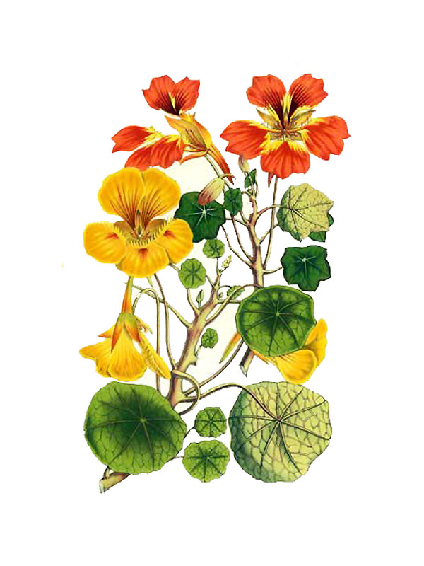 Tropaeolum zanderi. Flora de Canarias: dibujos