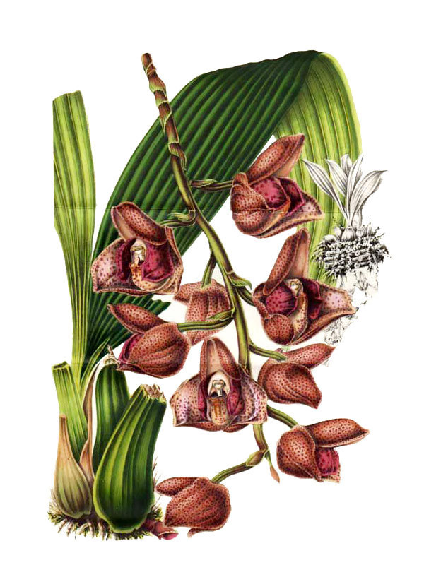 Acineta superba. Flora de Canarias: dibujos