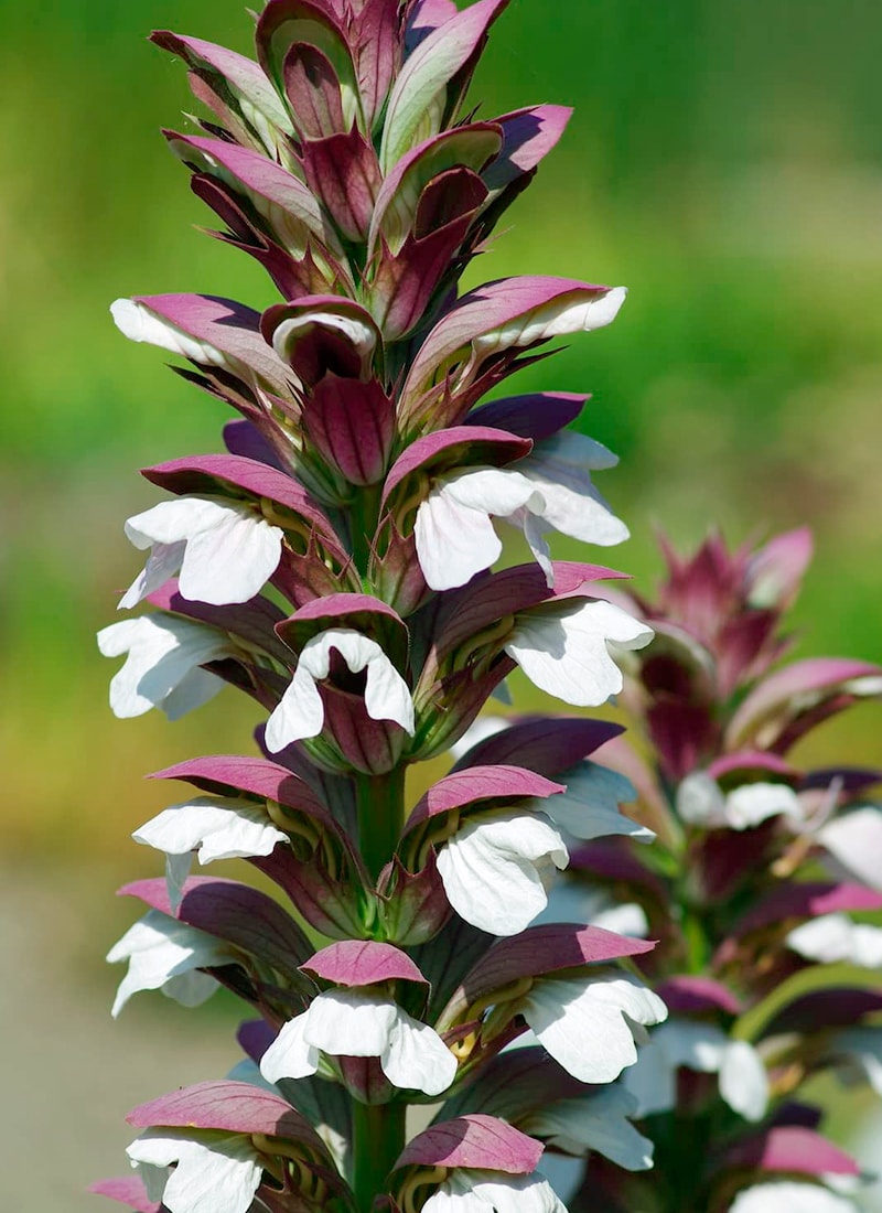 Acanthus mollis. Flora de las Islas Canarias. Flora exótica y ornamental en las Islas Canarias