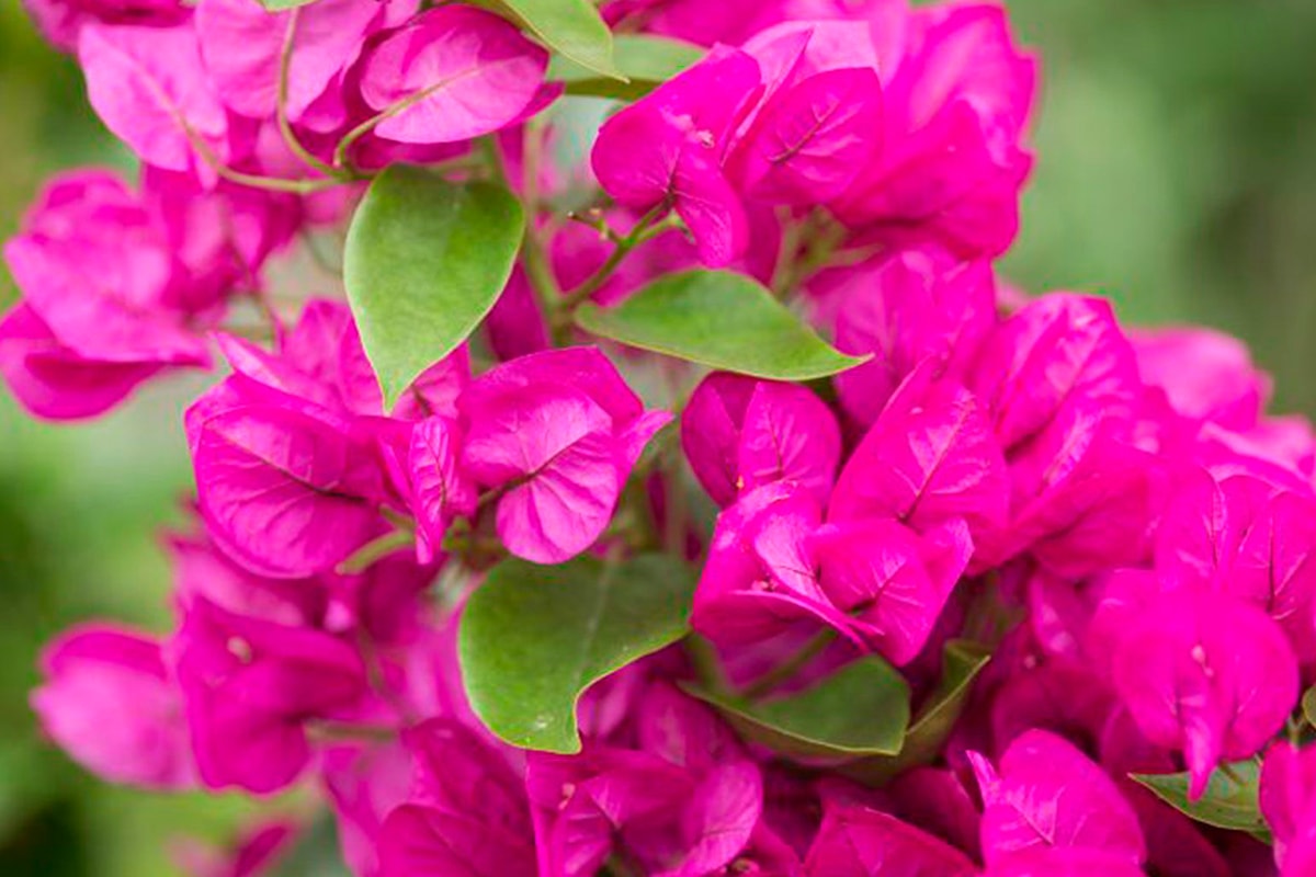 Bougainvillea glabra. Flora de las Islas Canarias. Flora exótica y ...