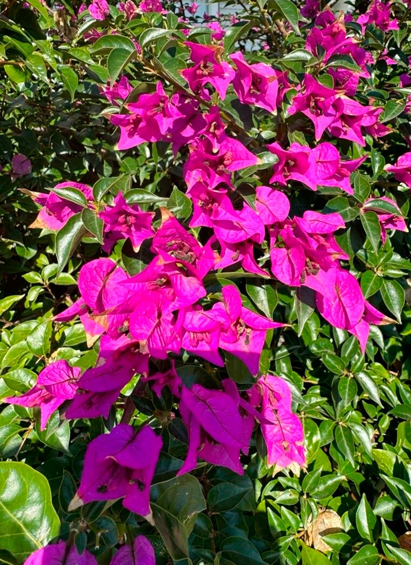Bougainvillea glabra. Flora de las Islas Canarias. Flora exótica y ornamental en las Islas Canarias