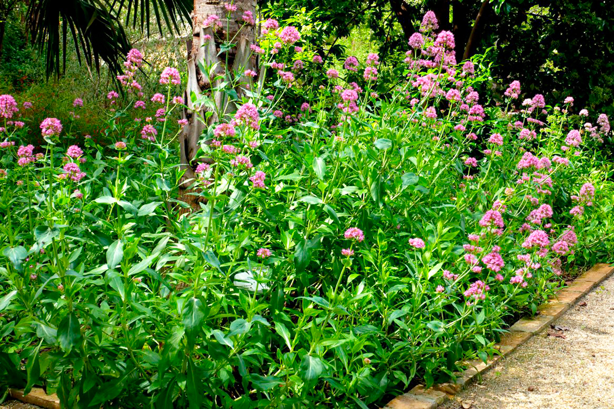 Centranthus ruber. Flora de las Islas Canarias. Flora exótica y ornamental en las Islas Canarias