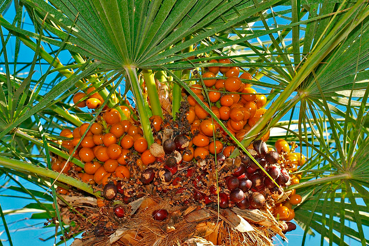 Chamaerops humilis. Flora de las Islas Canarias. Flora exótica y ornamental en las Islas Canarias