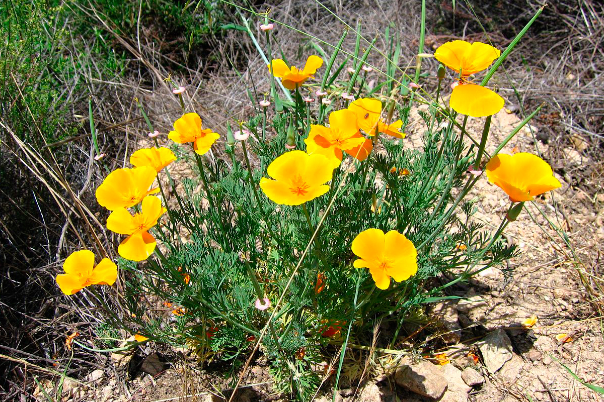 Eschscholzia californica. Flora de las Islas Canarias. Flora exótica y ornamental en las Islas ...