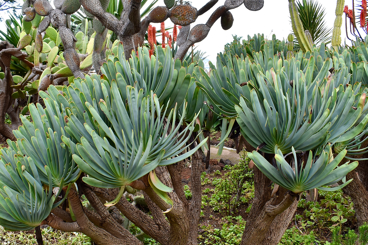 Kumara plicatilis. Flora de las Islas Canarias. Flora exótica y ornamental en las Islas Canarias