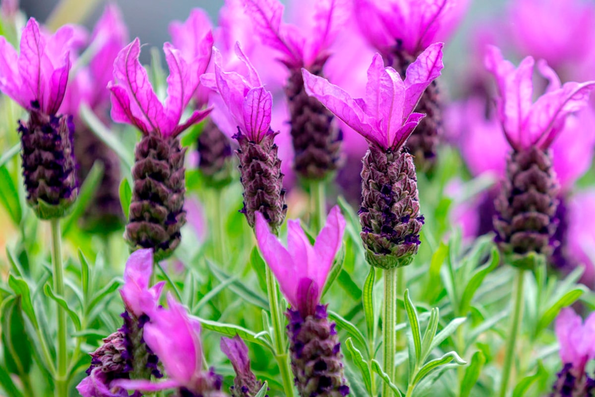 Lavandula stoechas. Flora de las Islas Canarias. Flora exótica y ornamental en las Islas Canarias