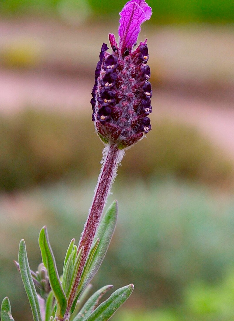 Lavandula stoechas. Flora de las Islas Canarias. Flora exótica y ornamental en las Islas Canarias