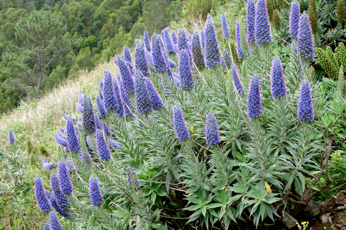Echium webbii. Flora de Canarias. Flora endémica y silvestre de Islas ...