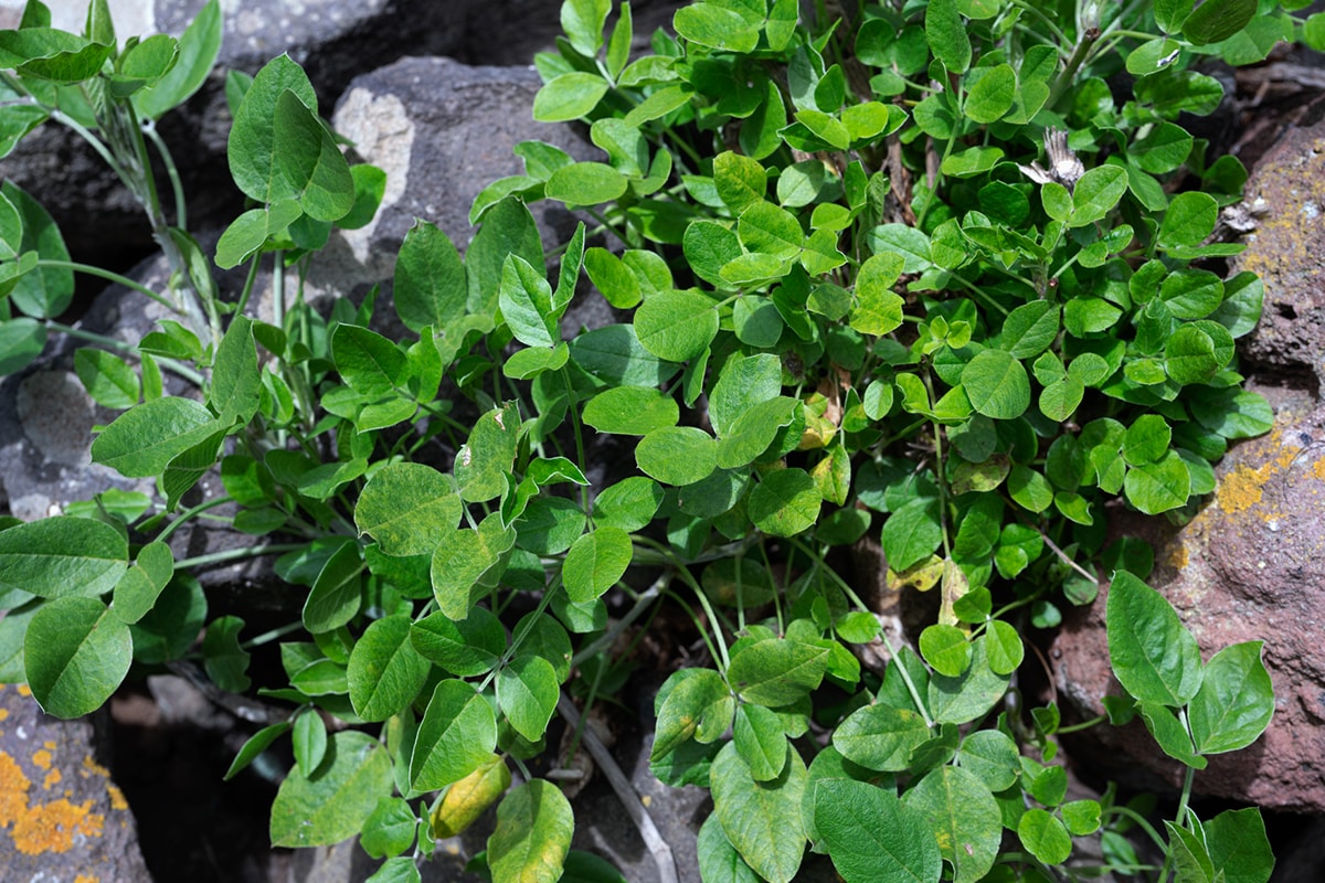 Bituminaria bituminosa. Flora de Canarias. Flora endémica y silvestre ...