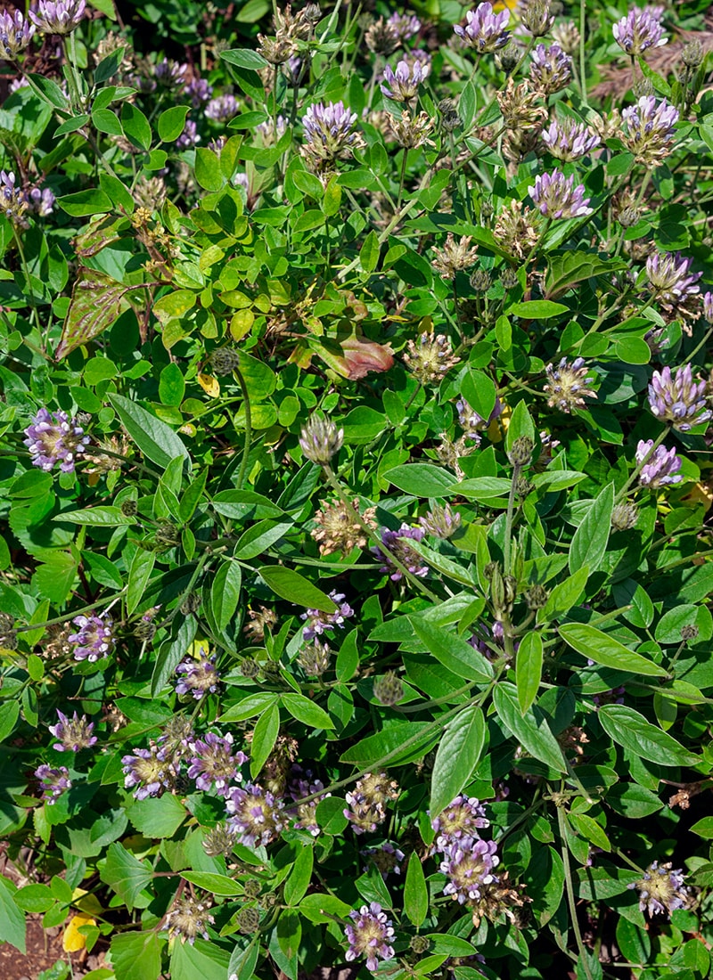 Bituminaria bituminosa. Flora de Canarias. Flora endémica y silvestre ...