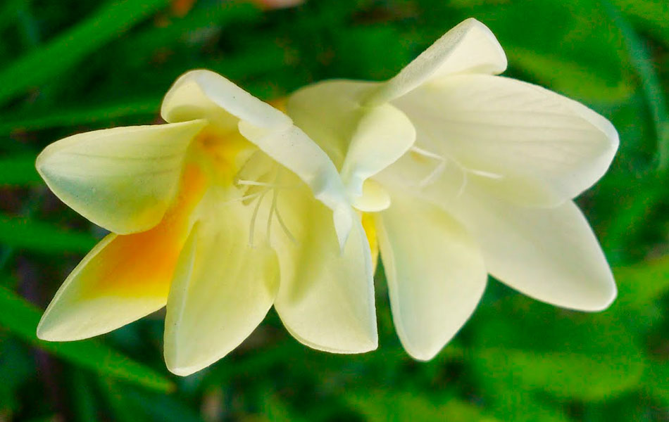 Flora de las Islas Canarias. Freesia refracta