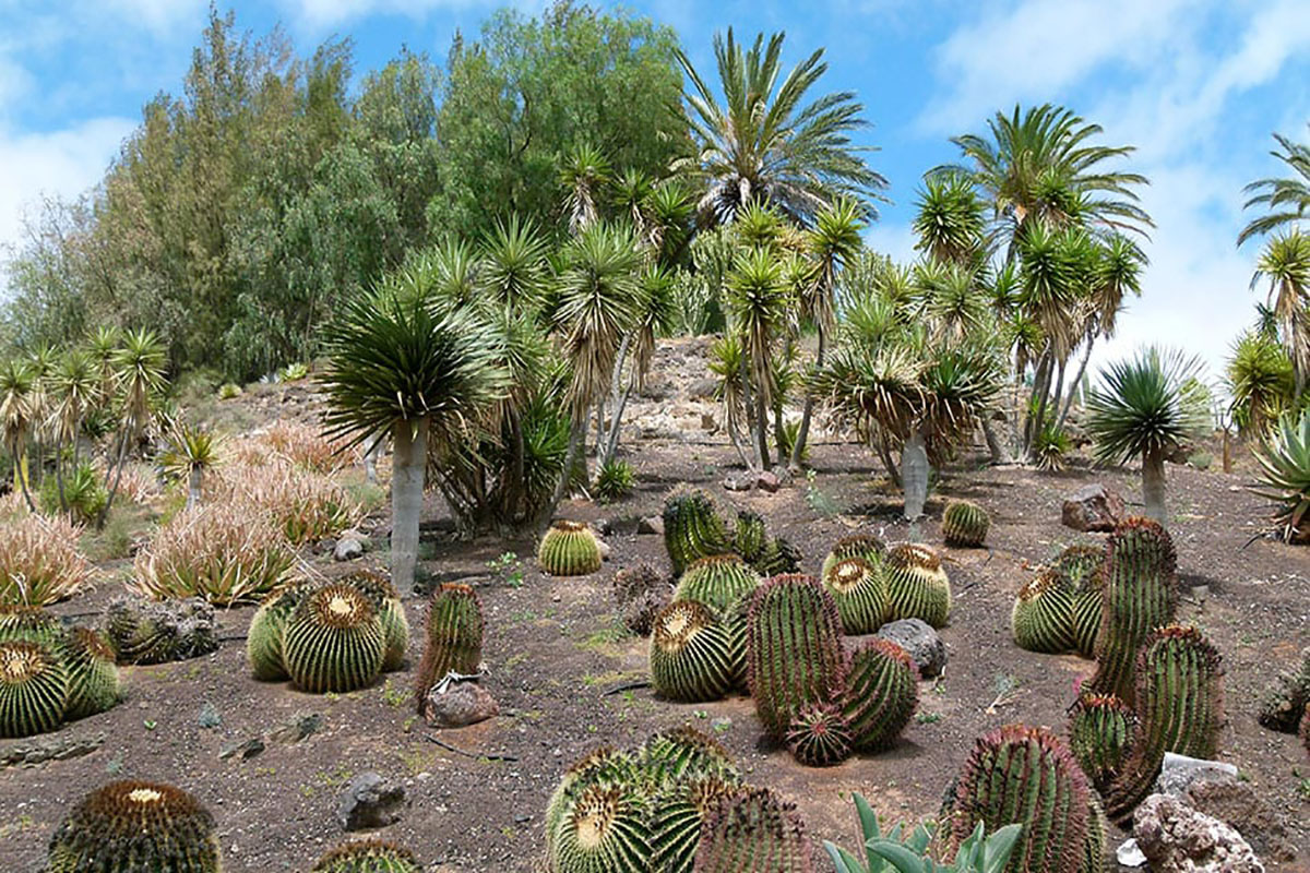 Jardín Botánico Oasis Park Fuerteventura. Flora de las Islas Canarias. Jardines botánicos de las ...