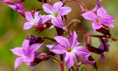 Flora de las Islas Canarias. Plantas endémicas de Canarias