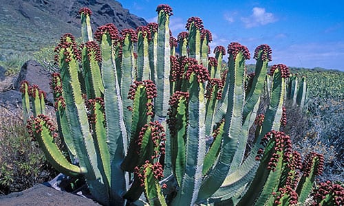 Flora de las Islas Canarias. Plantas endémicas de Canarias