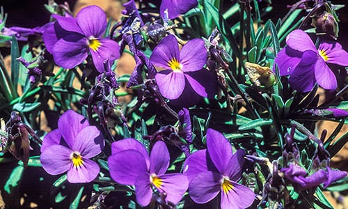 Flora de las Islas Canarias. Plantas endémicas de Canarias