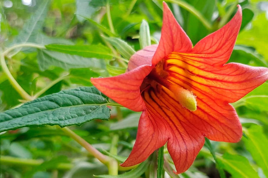Flora de las Islas Canarias. Endémicas